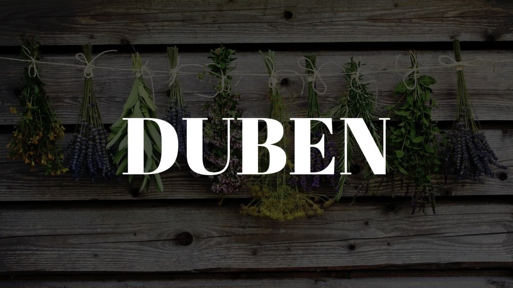 Jaké byliny sbírat a sušit v dubnu